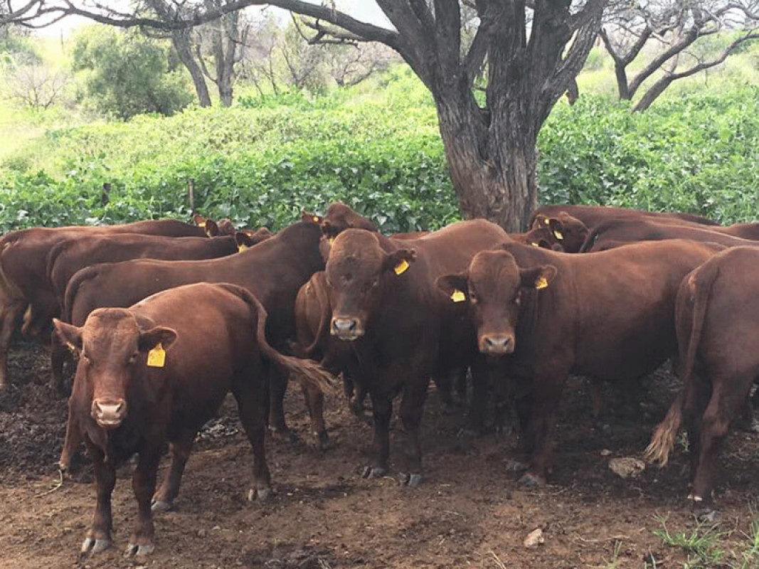 Agribusiness - Our Business | Hangala Group